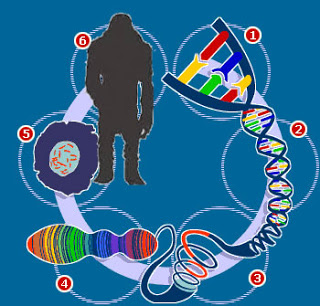 Bigfoot - A Zoologist's Perspective: What Is Science And Is It ...