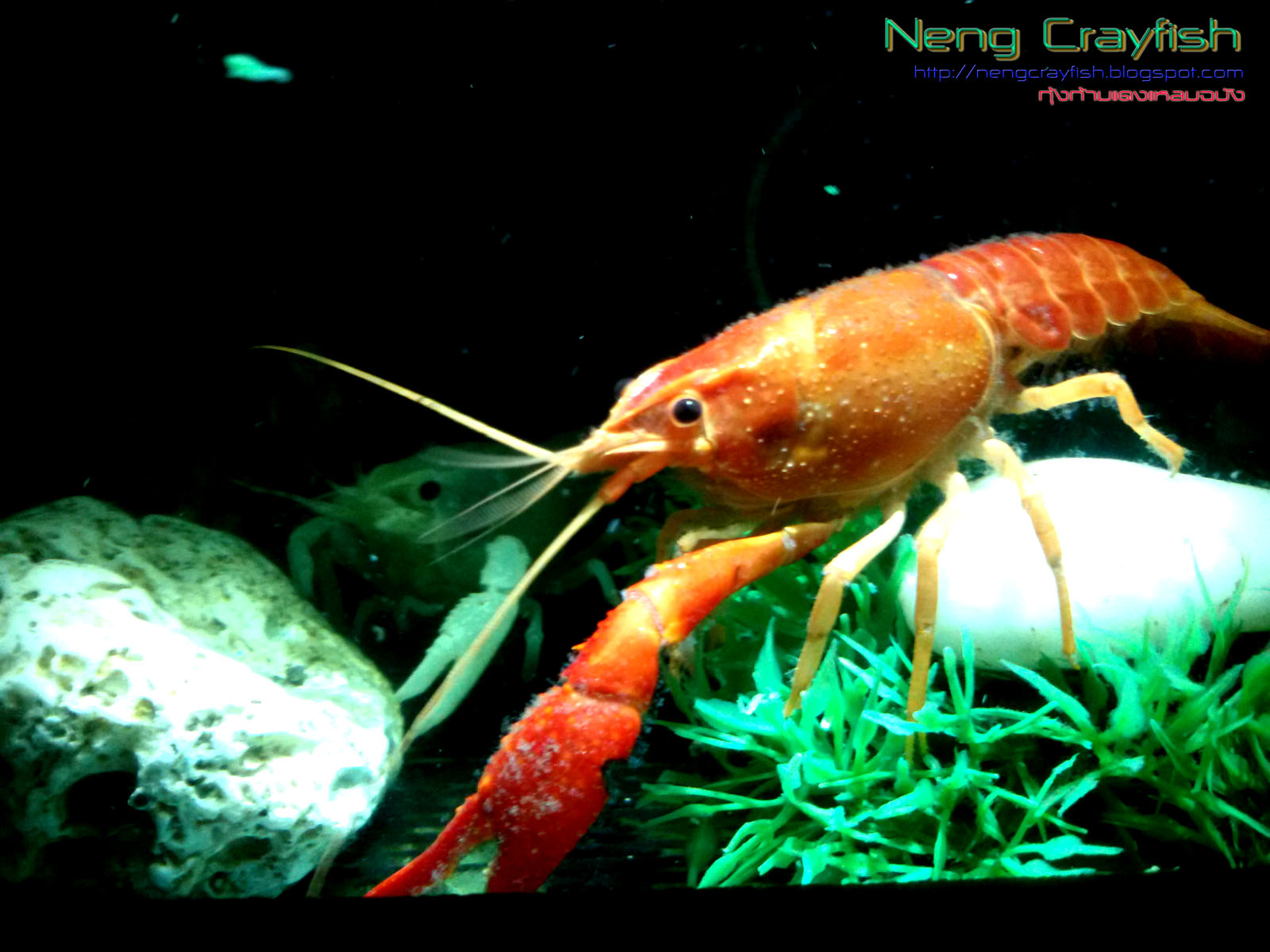 Neng Crayfish: ถ่ายรูปกุ้งสีมาลงเล่นๆ