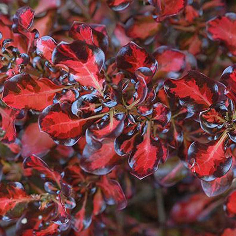 Pennsylvania Street Gardens: Plant Profile: Coprosma