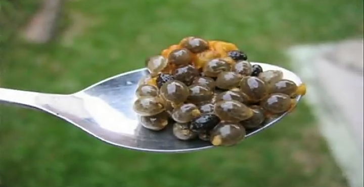 KILIMO CHA MAPAPAI - JERRA NUTRIENTS FARM