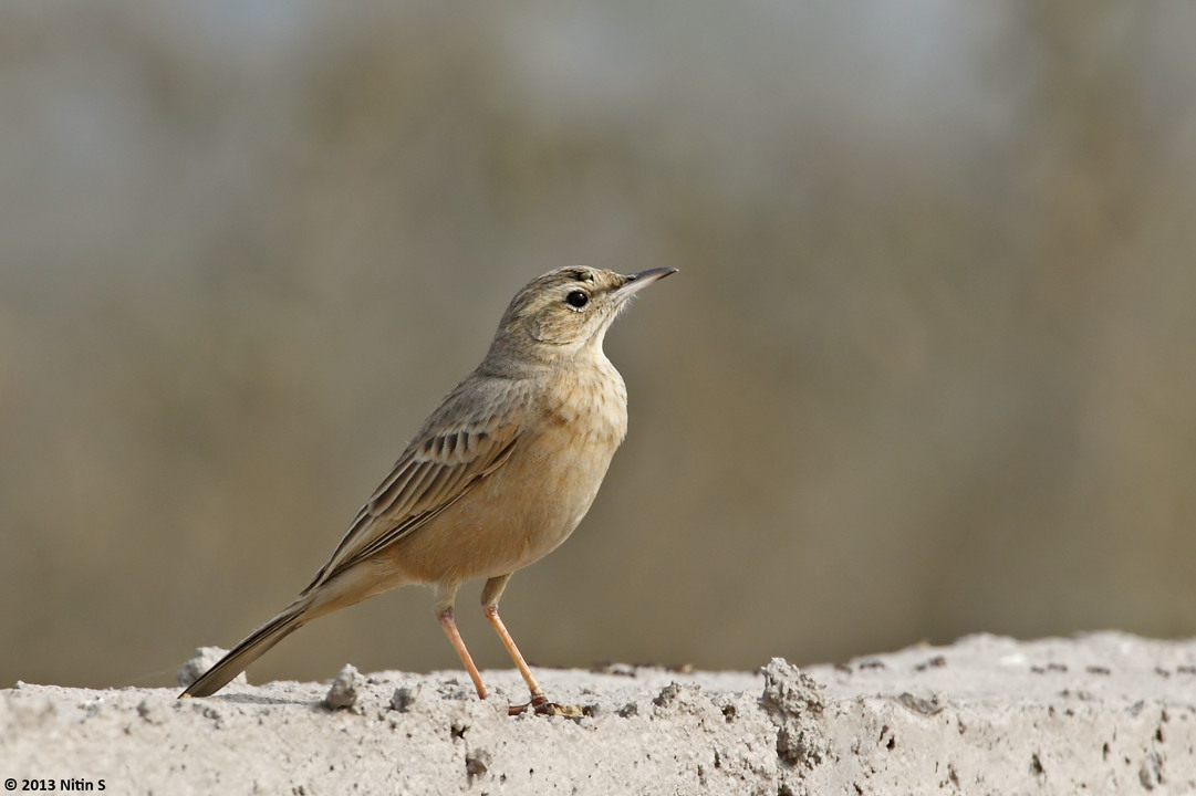 Indian Birds Photography: [BirdPhotoIndia] Long billed Pipit