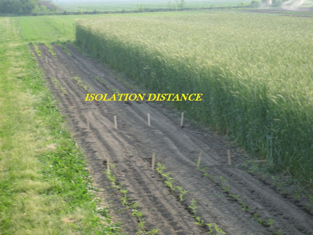 ISOLATION DISTANCE - Patra and Pan Crop Production