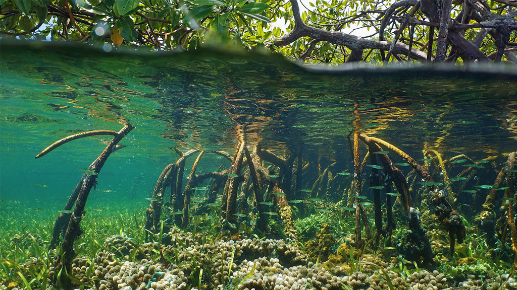 Alternativas para Cuidar el Medio Ambiente: EXPERTOS PIDEN MÁS ...