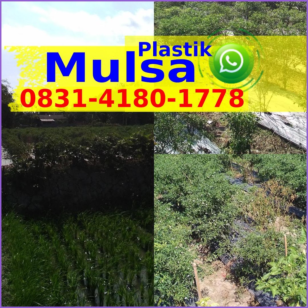 Cara Memasang Plastik Mulsa Yang Benar – ౦83I~4I8౦~I778 [wa] Harga ...