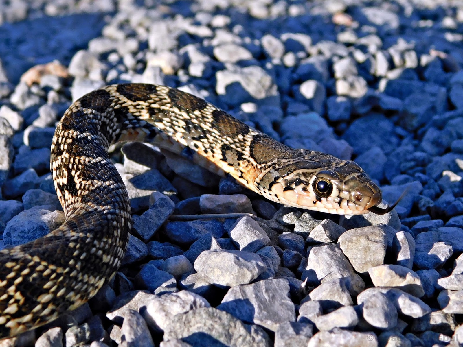(Paleo-)Herpetología: Hemorrhois hippocrepis - Culebra de herradura