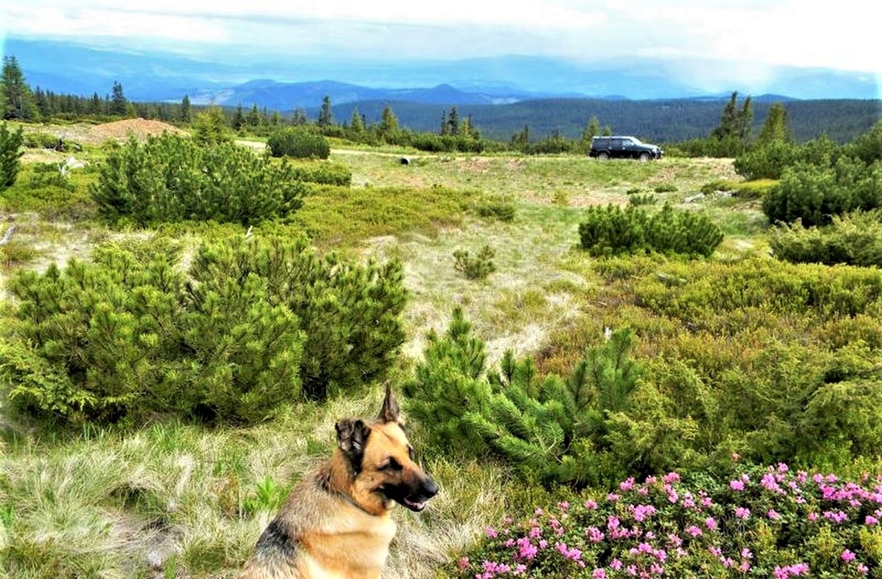 Traseu 6: Toplita - Lacul Iezer/Rezervatia Calimani (traseu off-road)