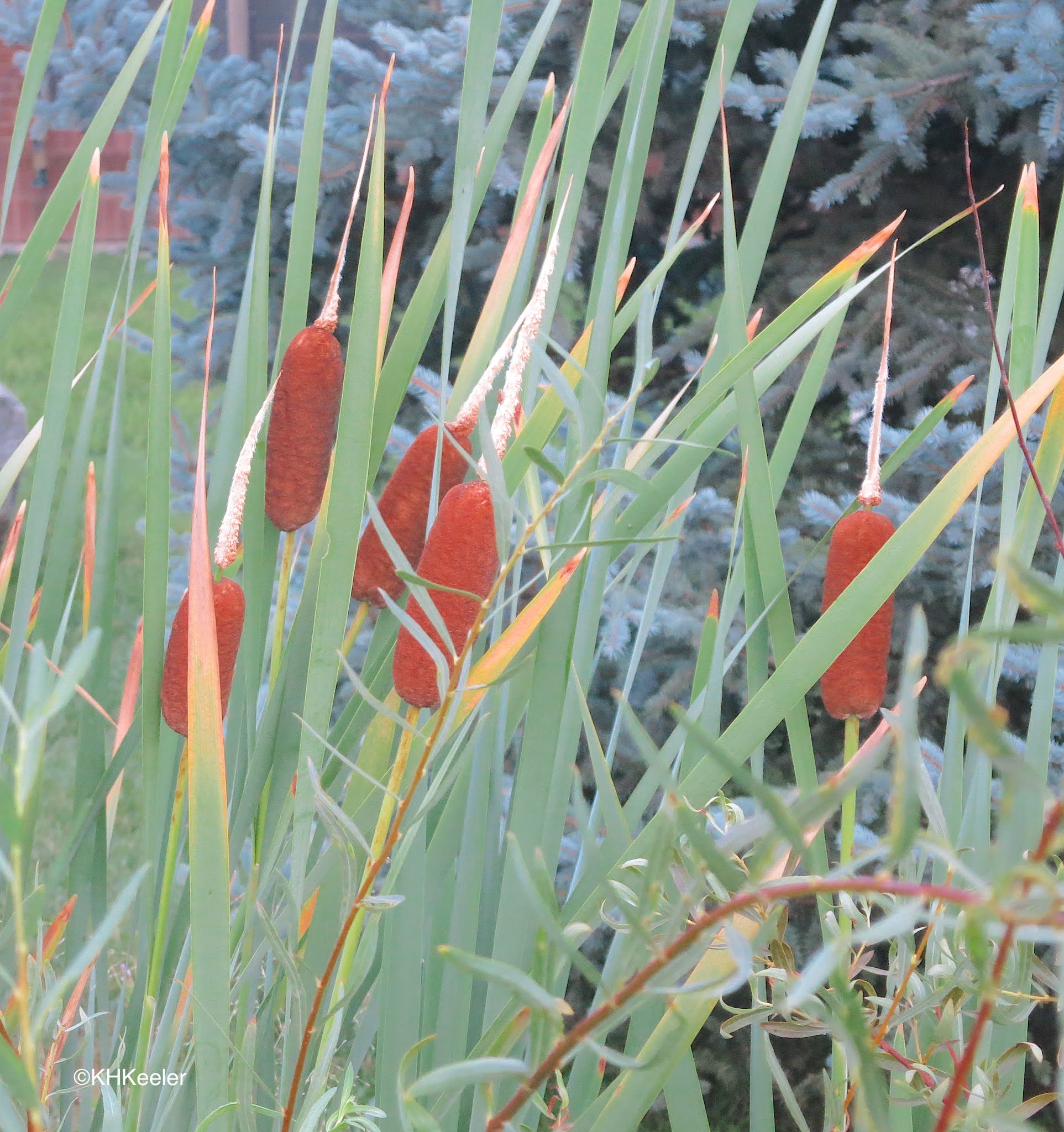 A Wandering Botanist: Cattails, Typha, Wetlands Icon