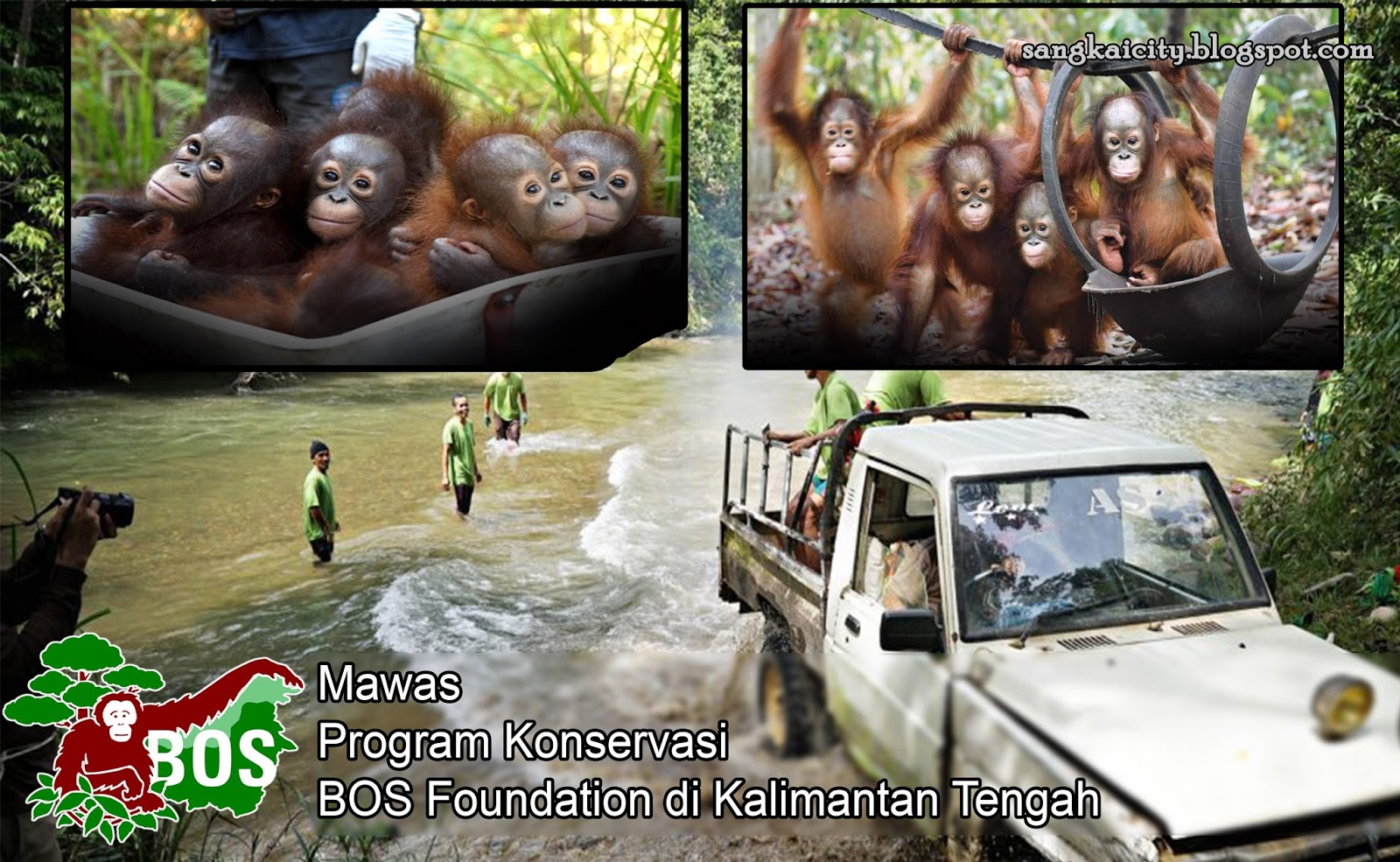 Mawas, Program Konservasi BOS Foundation di Kalimantan Tengah | Sangkay ...