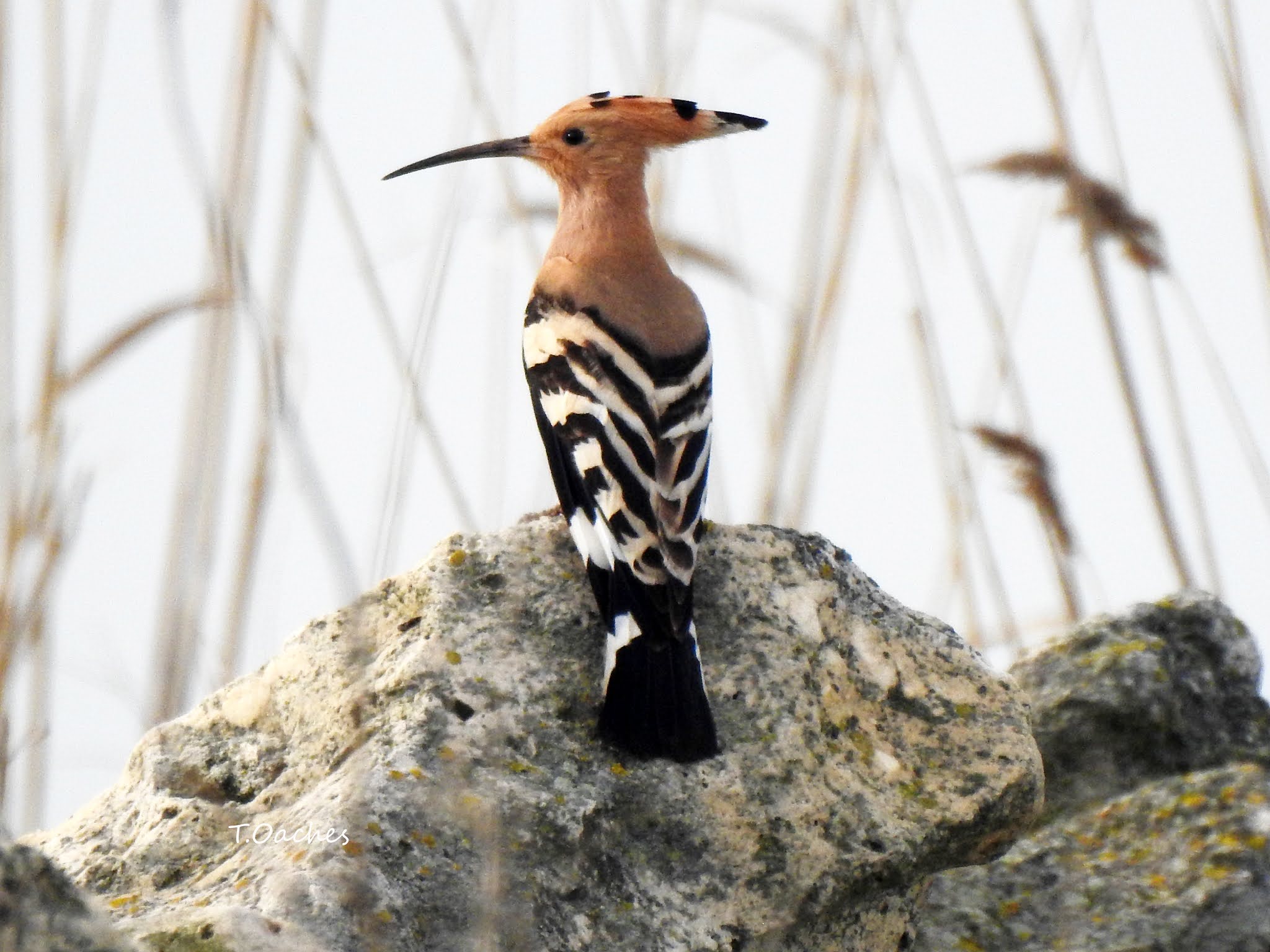 PASARI DIN ROMANIA: PUPAZA, Upupa epops