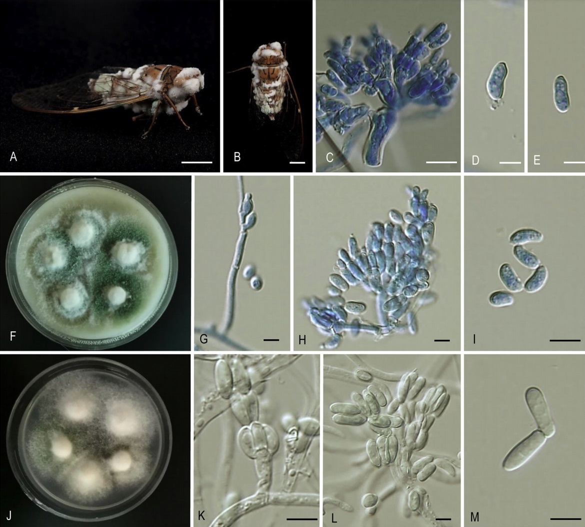 Species New to Science: [Fungi • 2020] Revisiting Metarhizium and the ...