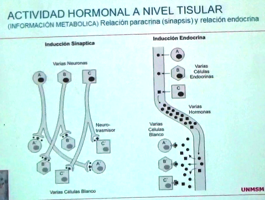FISIOLOGIA: FISIOLOGÍA NEUROENDOCRINOLOGICA