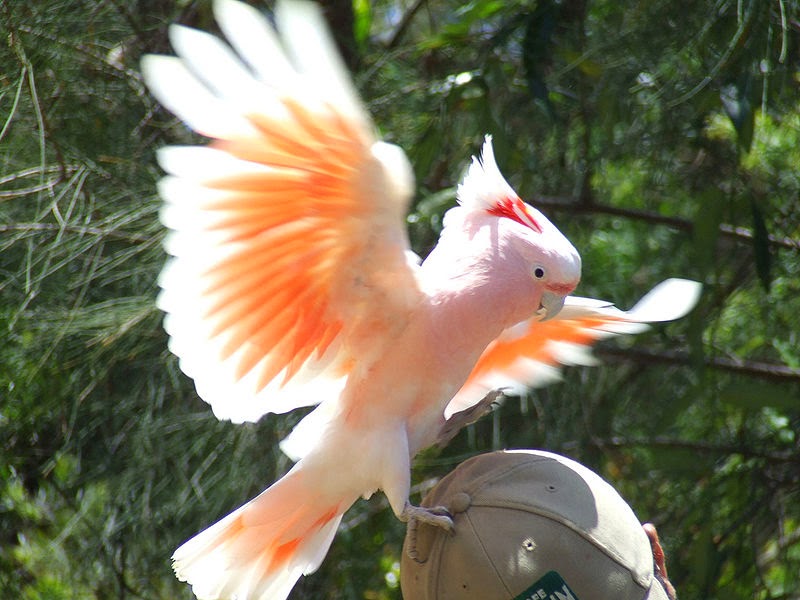 MyPhotoPics: Pink Cockatoo