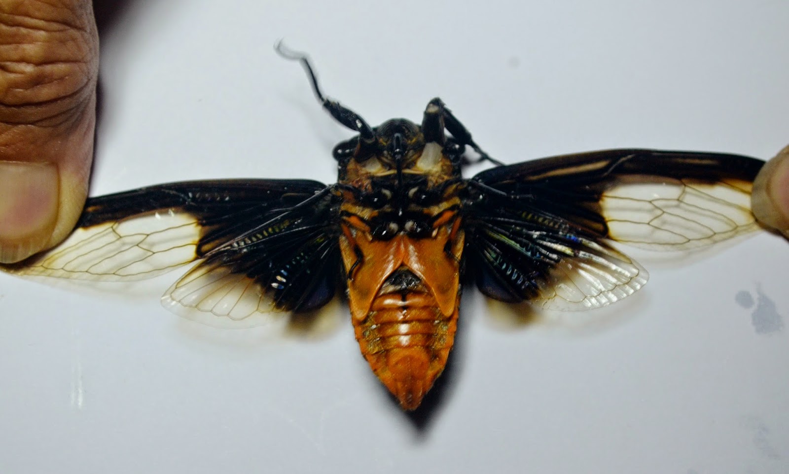 The Kambatik Park, Bintulu.: A Black cicada