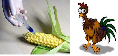 ALIMENTOS PARA POLLOS Y TRANSGÉNICOS: ALIMENTO BALANCEADO PARA POLLO