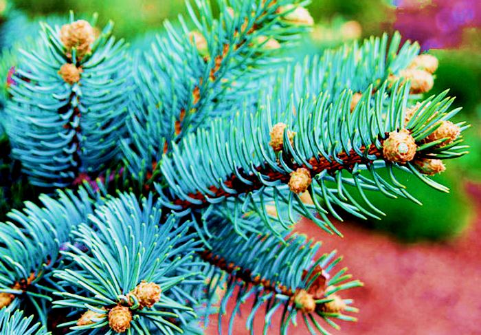 Fir tree: What are the Fir tree uses and benefits