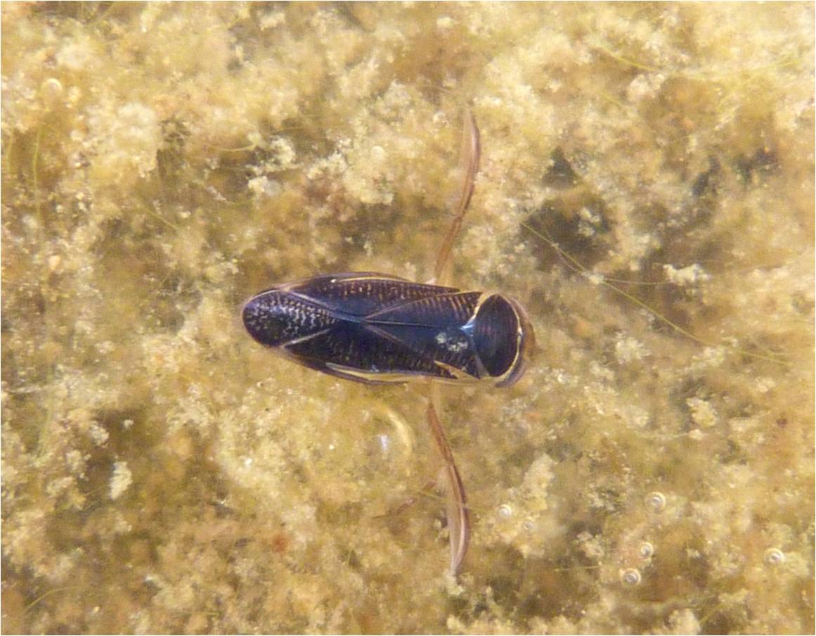 Insects of Scotland: True Bugs