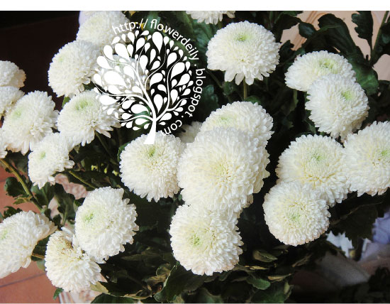 Flower today: Pom-pom or Billy Button Flowers ~ flower daily blog