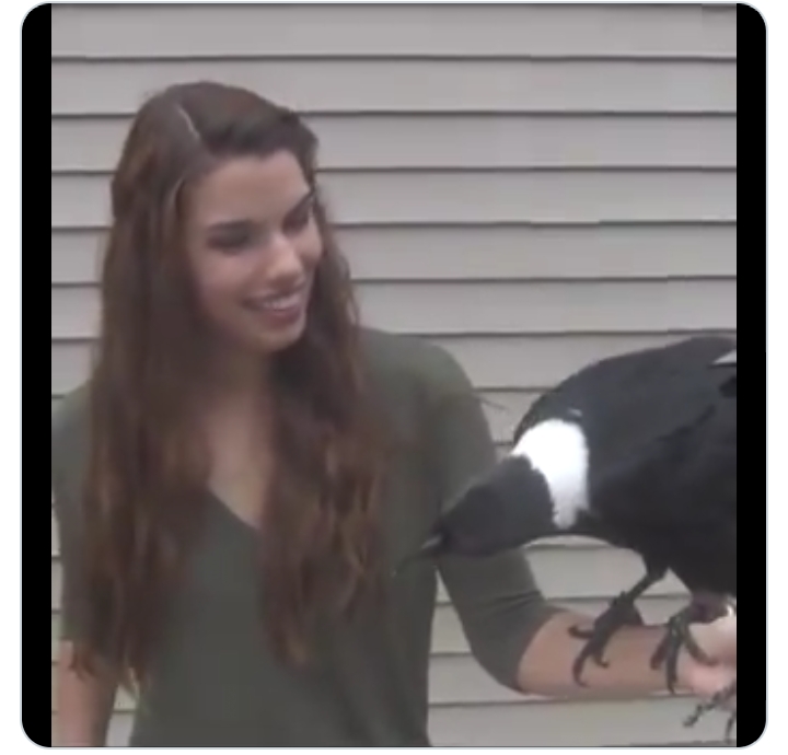 This White-Necked Raven Sounds Exactly Like A Human!