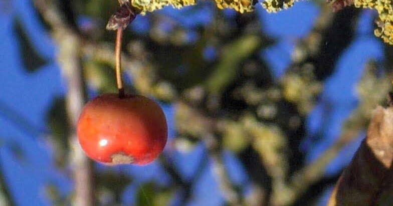 Karen`s Nature Photography: Little Red Crap Apple.