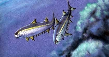 Mundo Pré-Histórico: Climatius, um peixinho espinhoso
