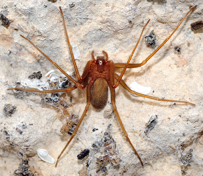 Loxosceles rufescens | Mundo Natural Faluke