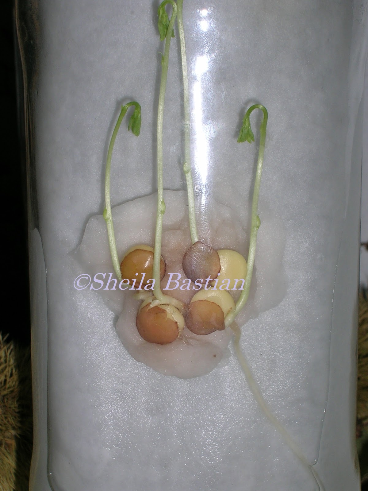 Science Magazine: PLANT MOVEMENTS - TROPISM