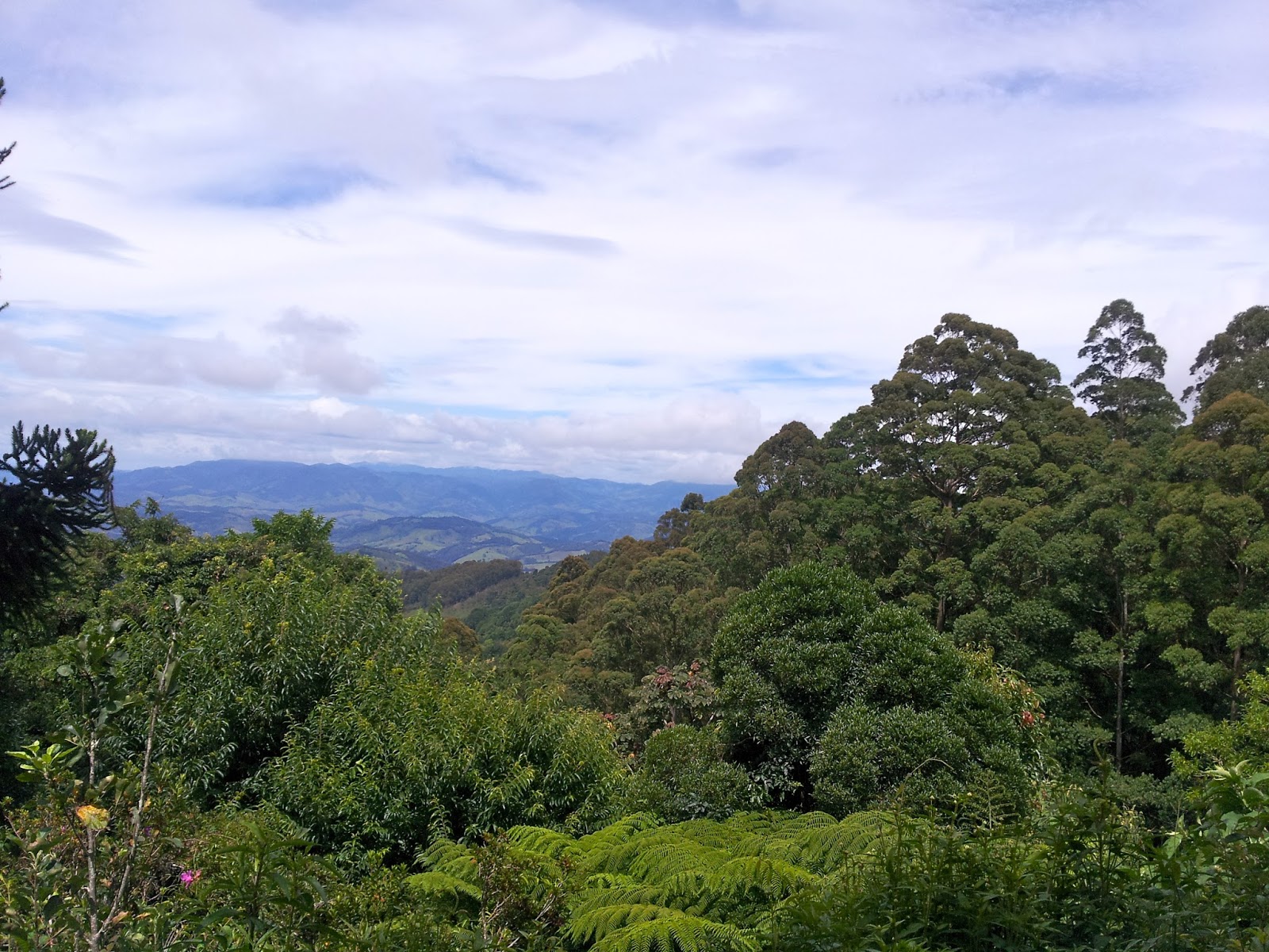 Alone with my tea: Brazilian Countryside