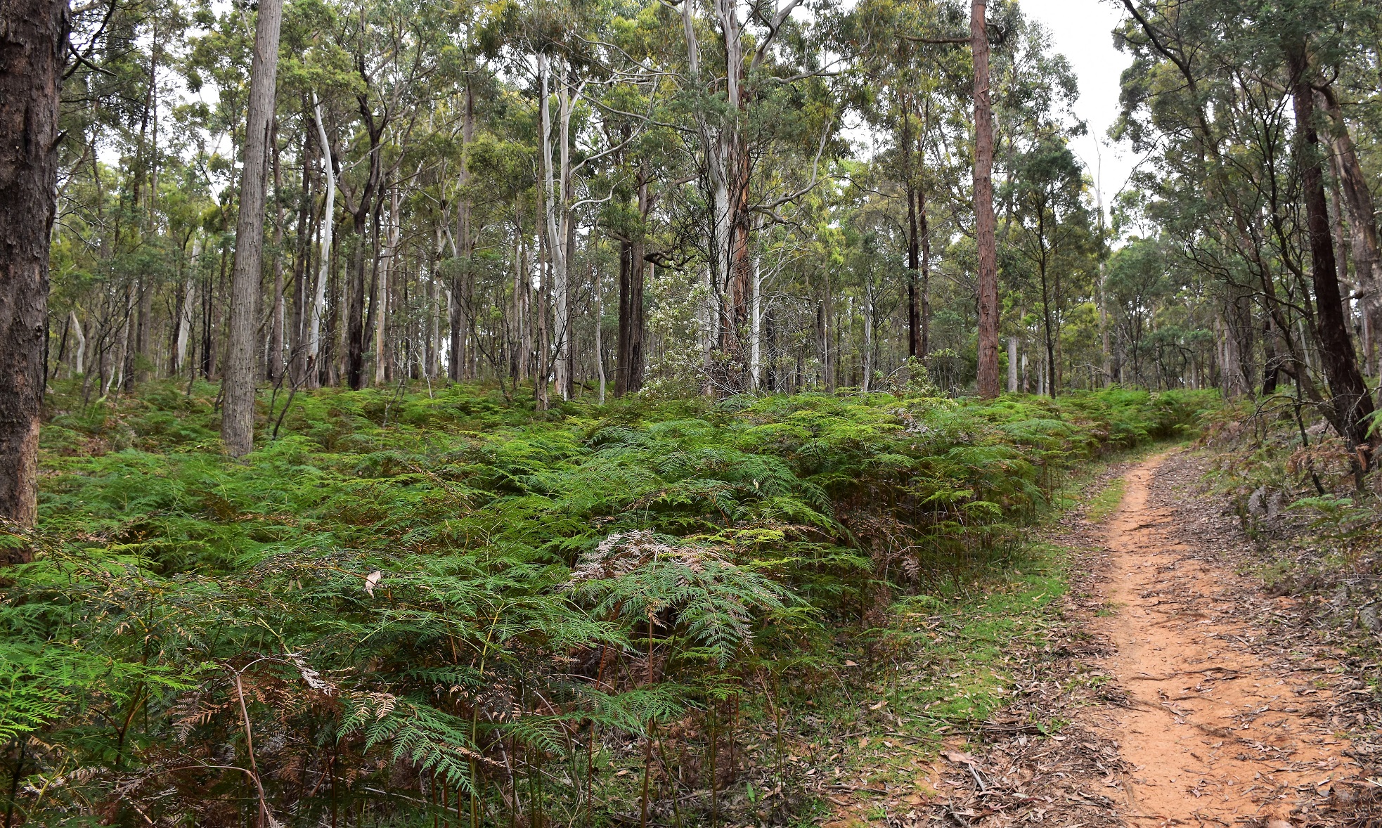 Goin' Feral One Day At A Time: Babbington Hill, Wombat State Forest ...