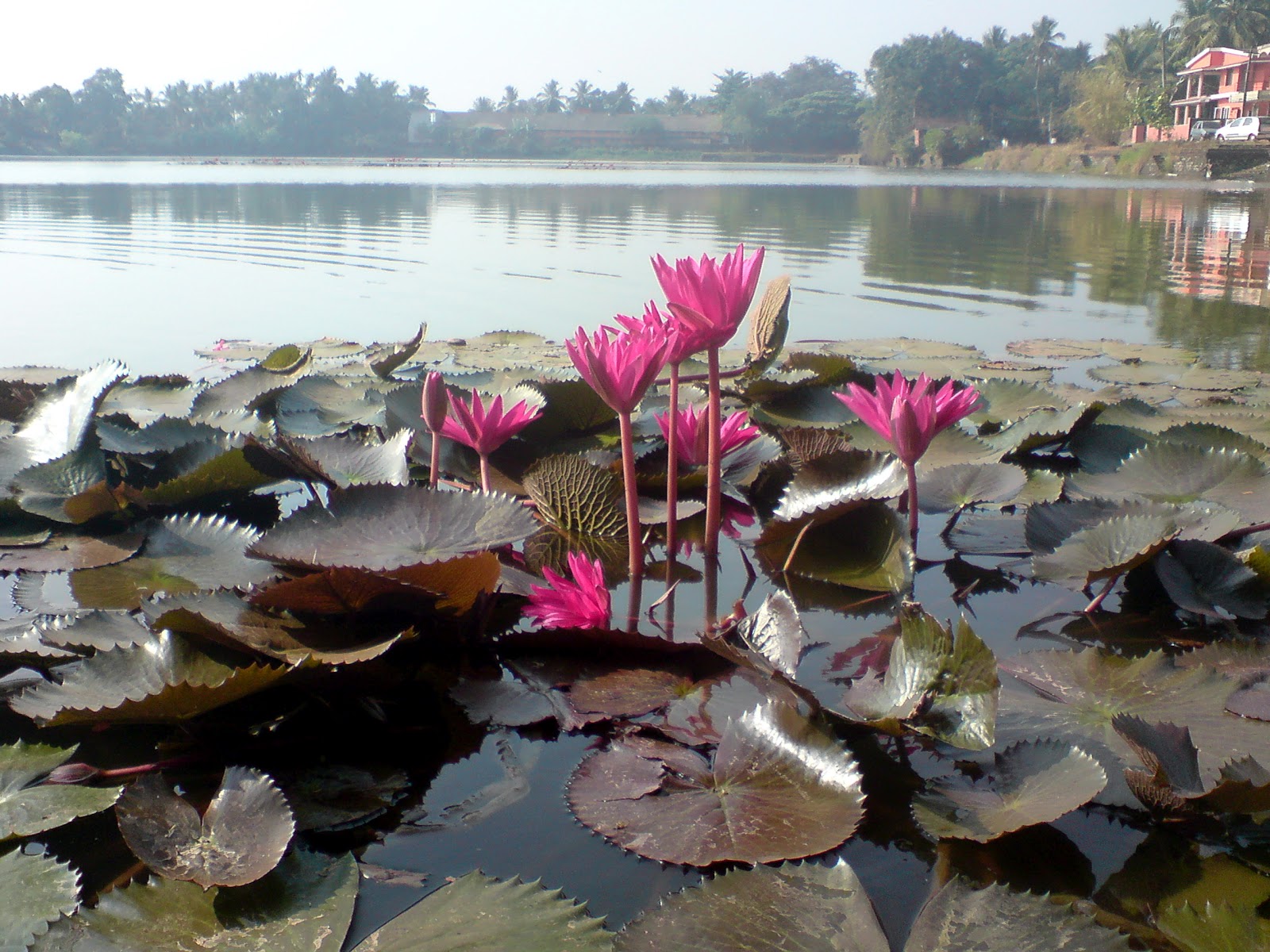 k4kannur: Chirakkal Chira
