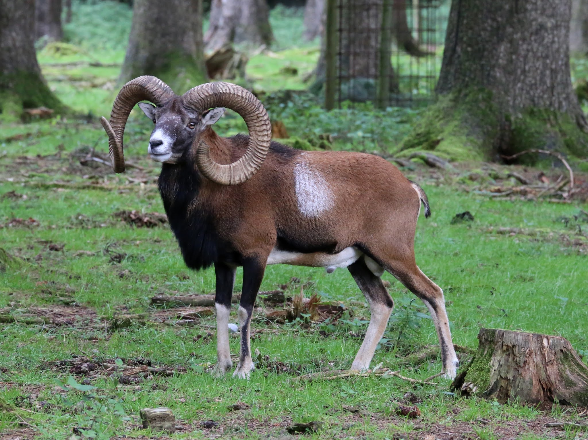 NUNCAJAMAS COCKER: EL MUFLÓN, VIAJE DE IDA Y VUELTA