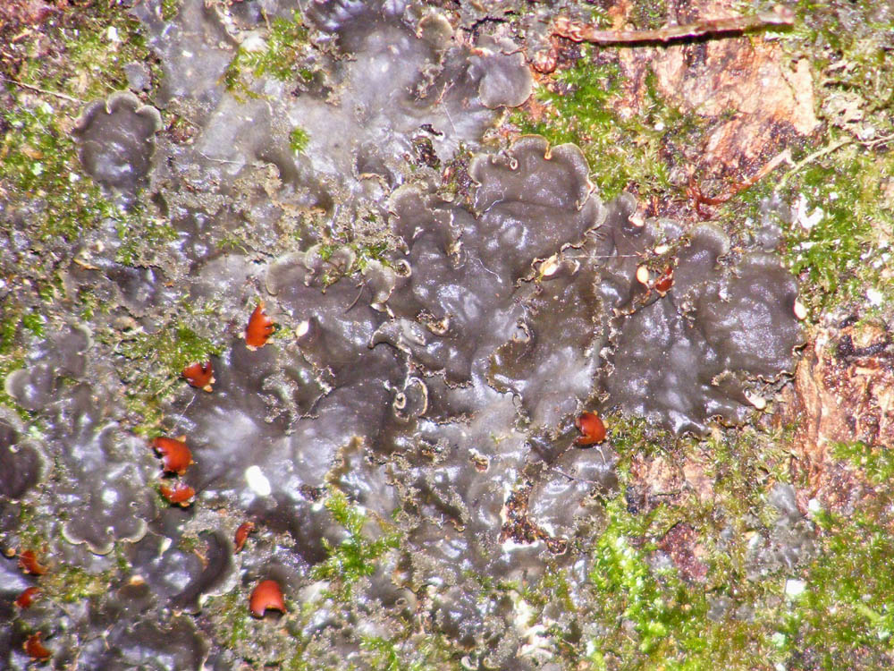 Loire Valley Nature: Dog Lichens - Peltigera spp