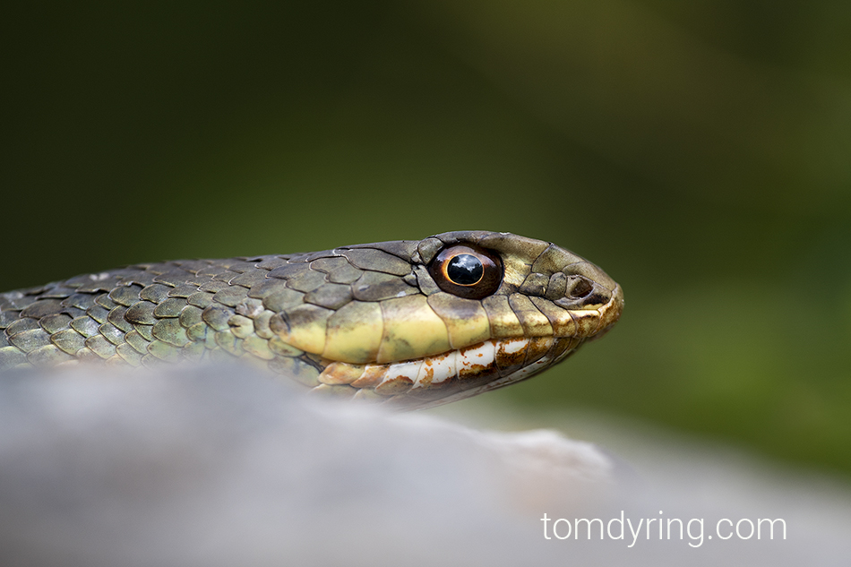 TOM DYRING WILDPHOTO / NN: GREEK SNAKES