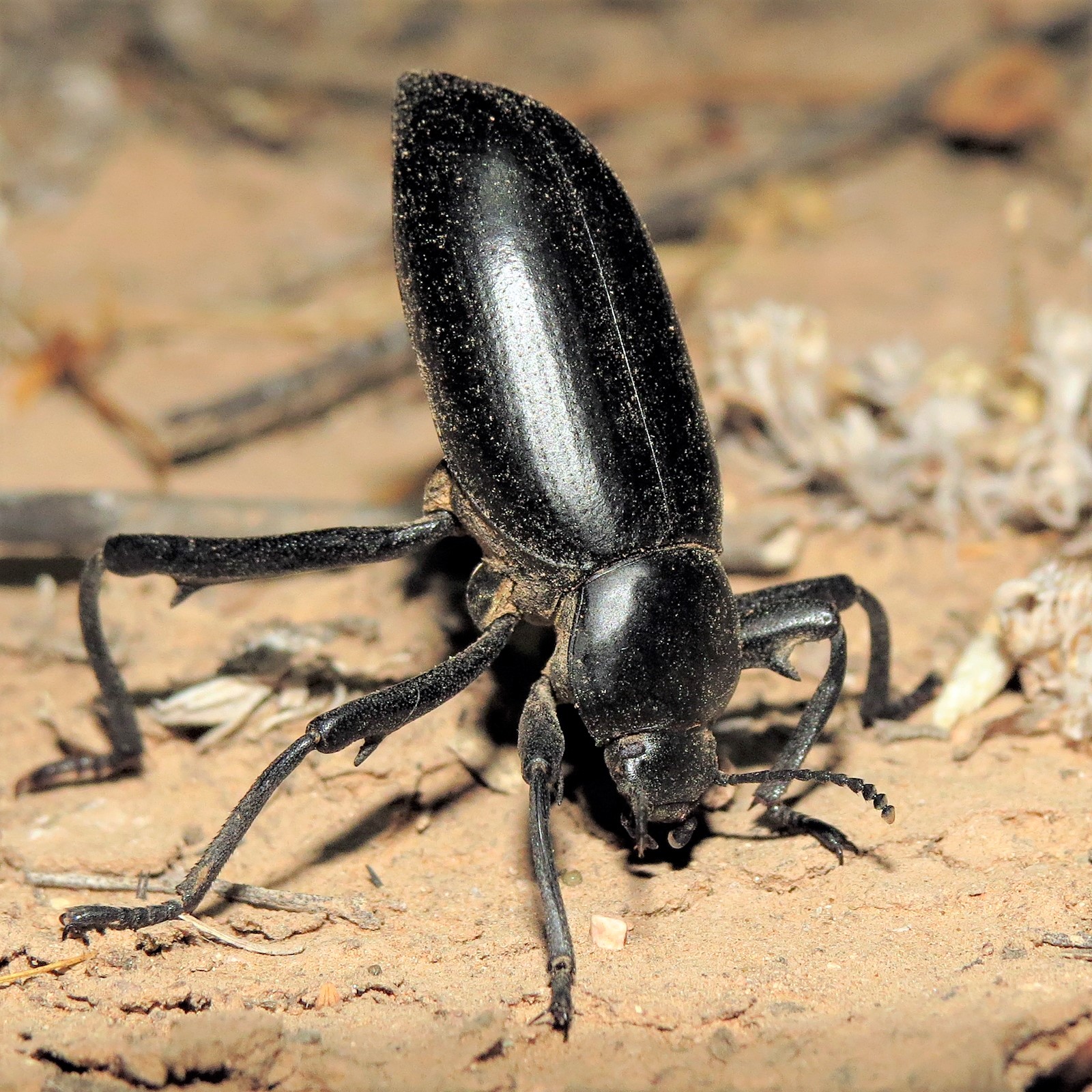 Arizona: Beetles, Bugs, Birds and more: Population Explosion of the ...