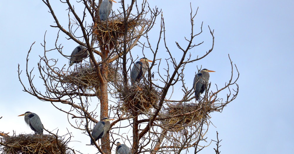 Pacific NW Birds: Great Blue Heron Rookeries