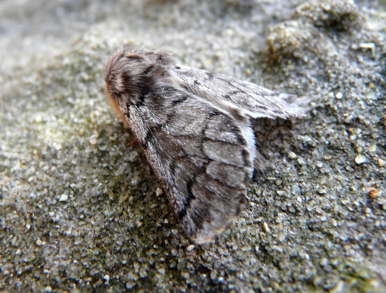 birdingexmouth: French Moths
