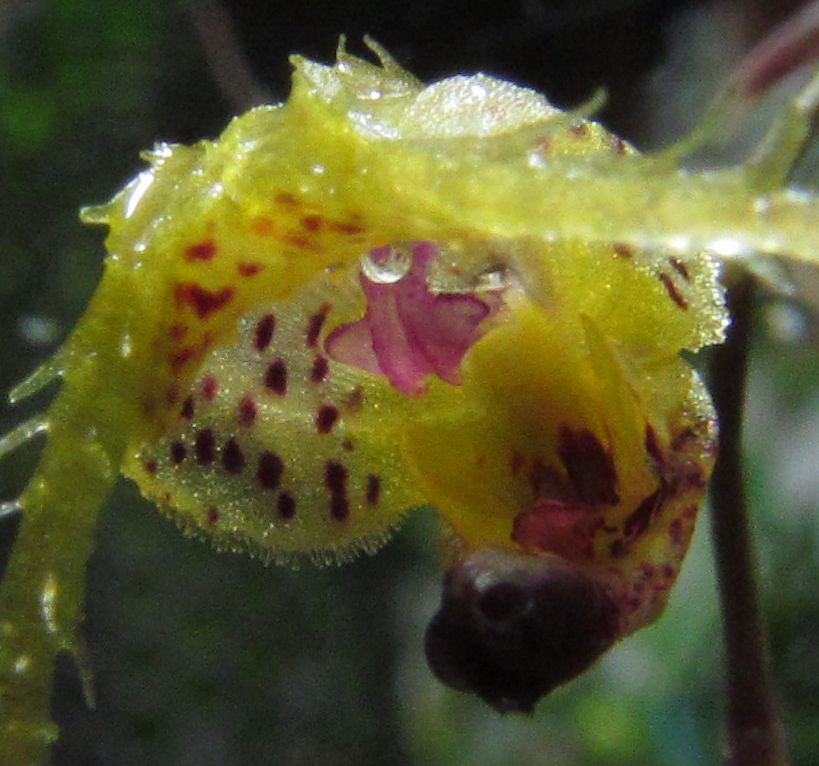 Pleurothallidinae: La résupination chez les orchidées