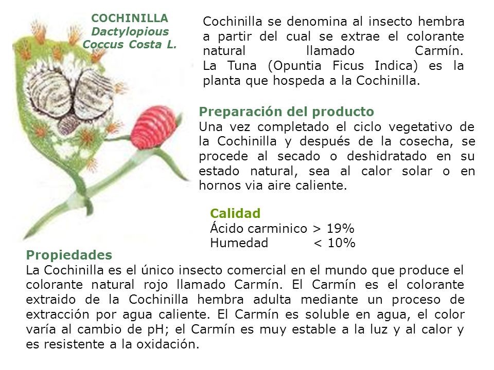 Ciencias Naturales CEUJA 2015: ¿QUÉ ES EL CARMÍN Y DE DONDE VIENE?