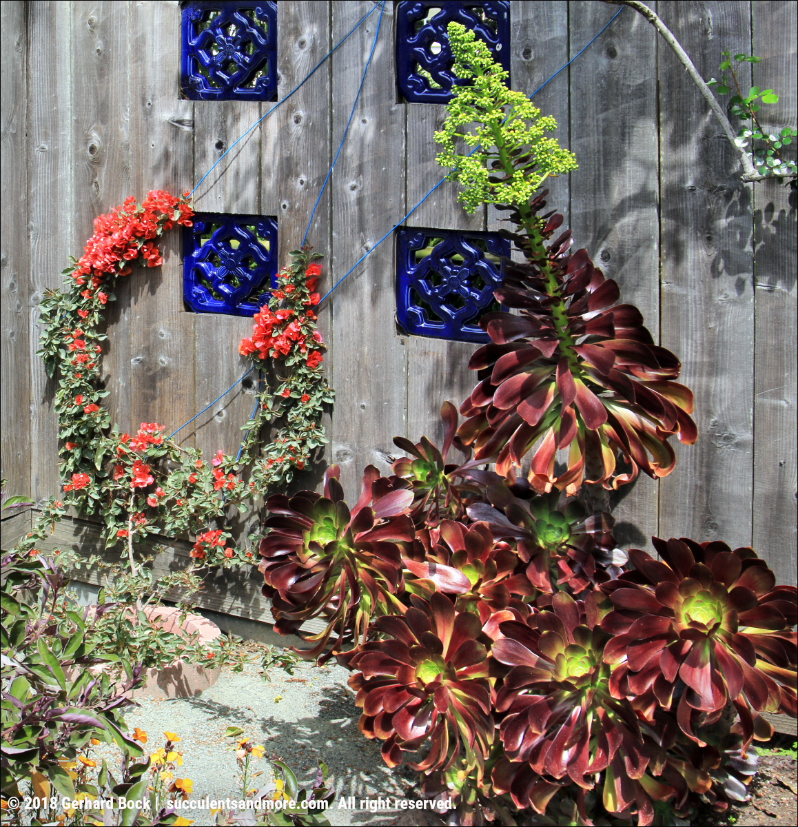 Mark Delepine's Berkeley fusion garden