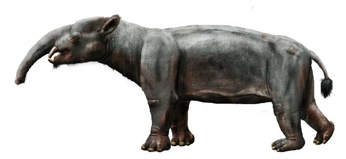 Noticias de Paleontologia: Astrapotherium guillei, una nueva especie de ...
