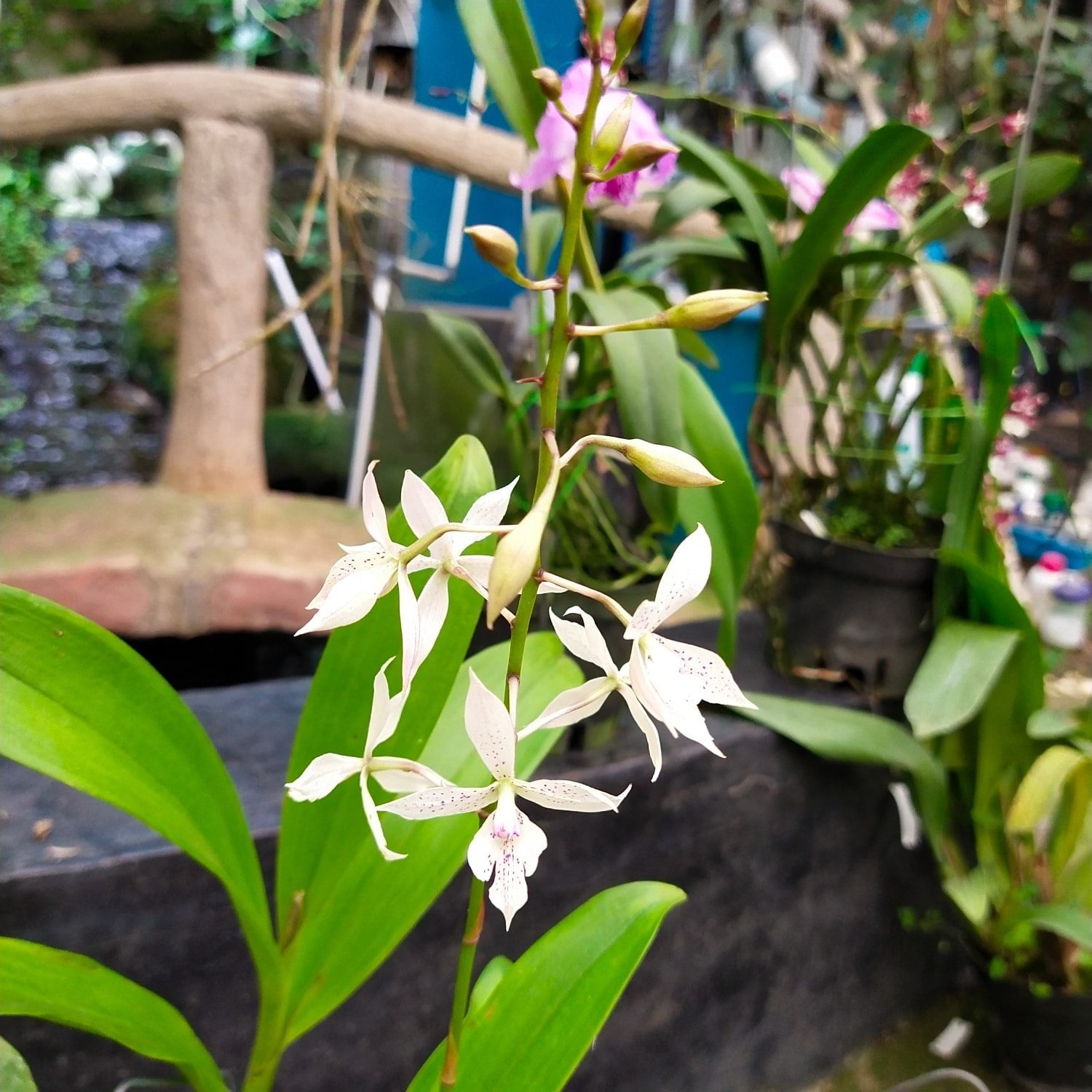 Ade's Orchid: Epiarthron Kevin Mark Ragbir