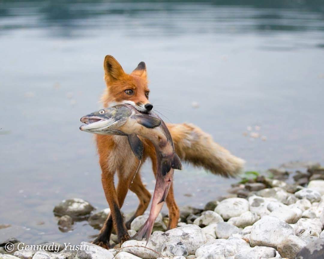 Terrierman's Daily Dose: Fur, Fin and Feather