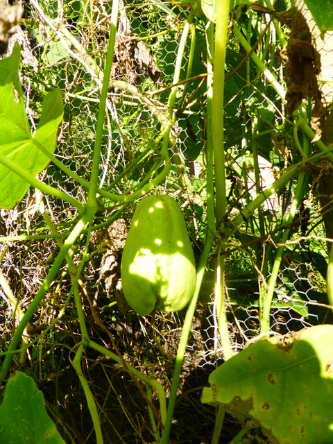 Bellingen Seed Savers: Choko or Chayote? - The most unappreciated ...