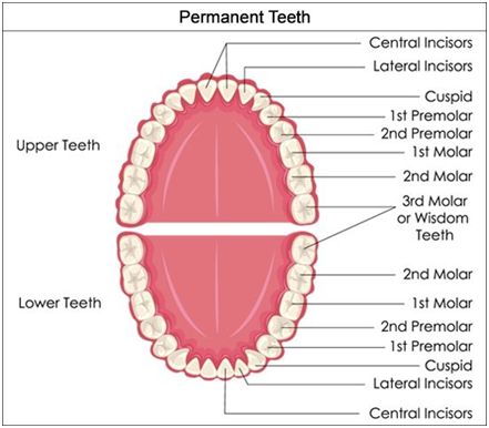 MedFriendly Medical Blog: Save Your Teeth – Find An Endodontist Now!