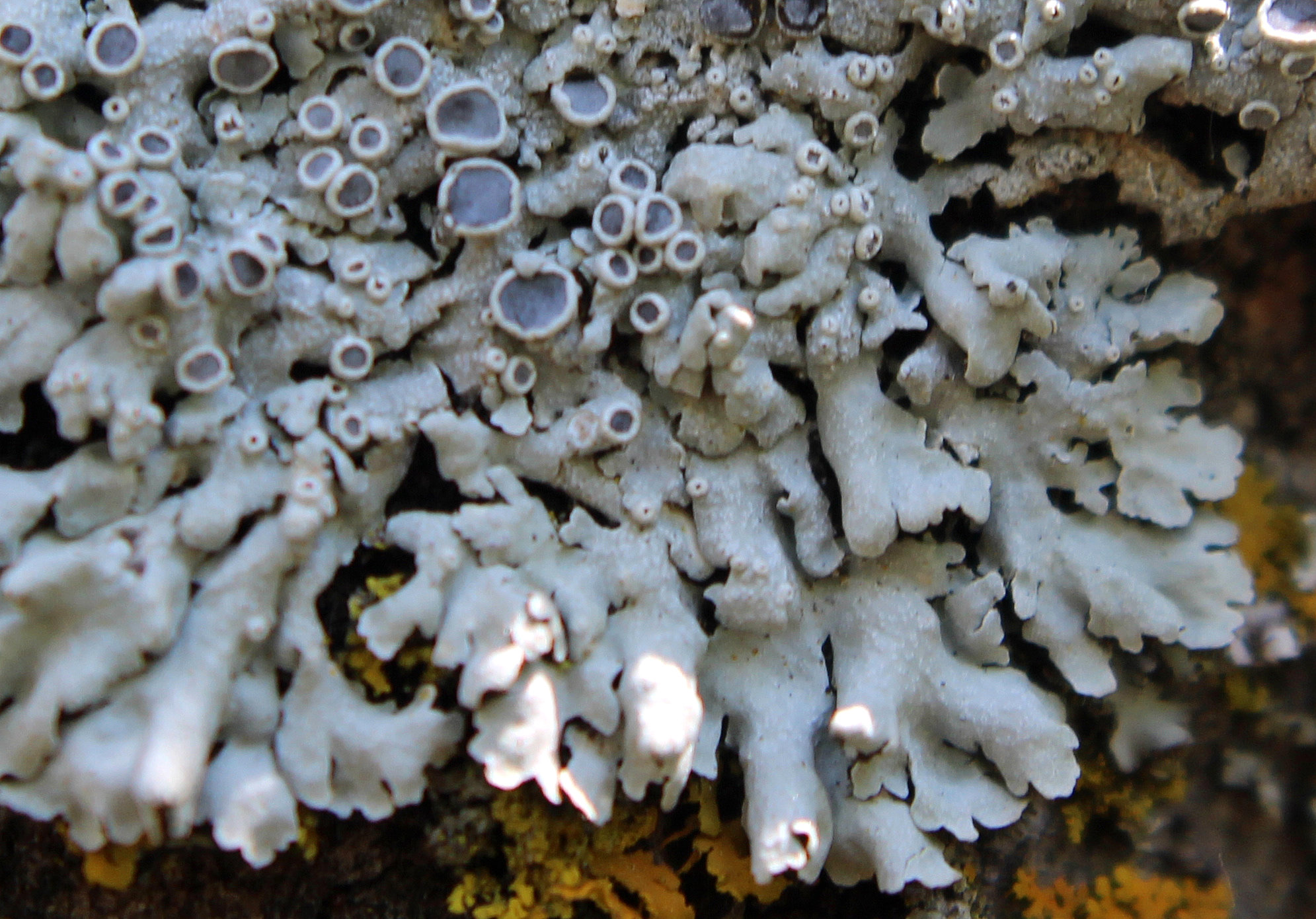 Assiniboine Forest Plant Life: Lichens in the Assiniboine Forest