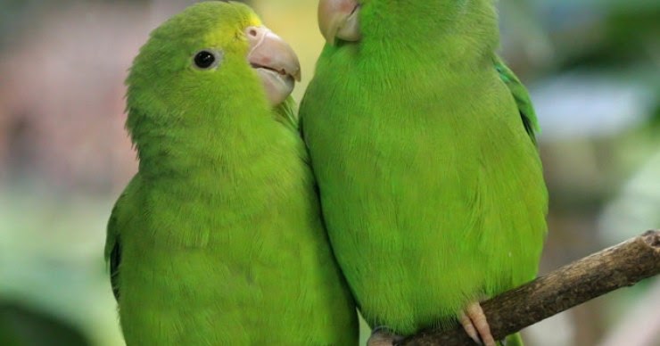 Loros Verdes : Mis favoritos