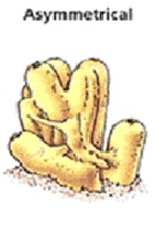 Biology 11 - Kingdom Animalia