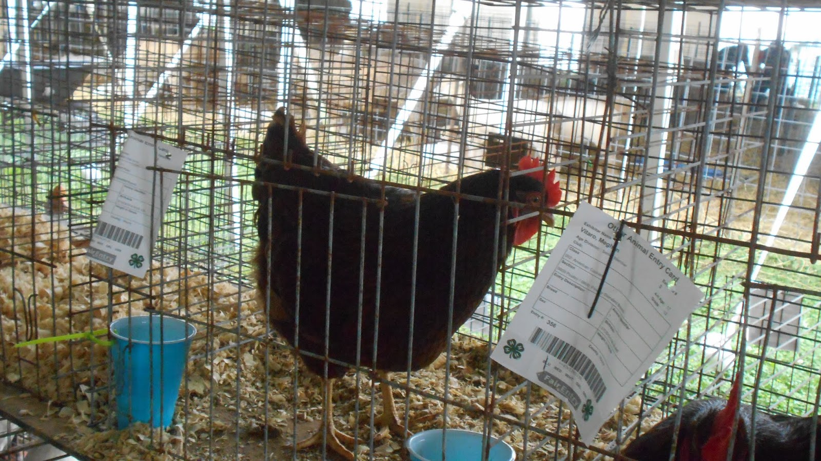 New York State of Mind: CHICKENS AT THE FAIR
