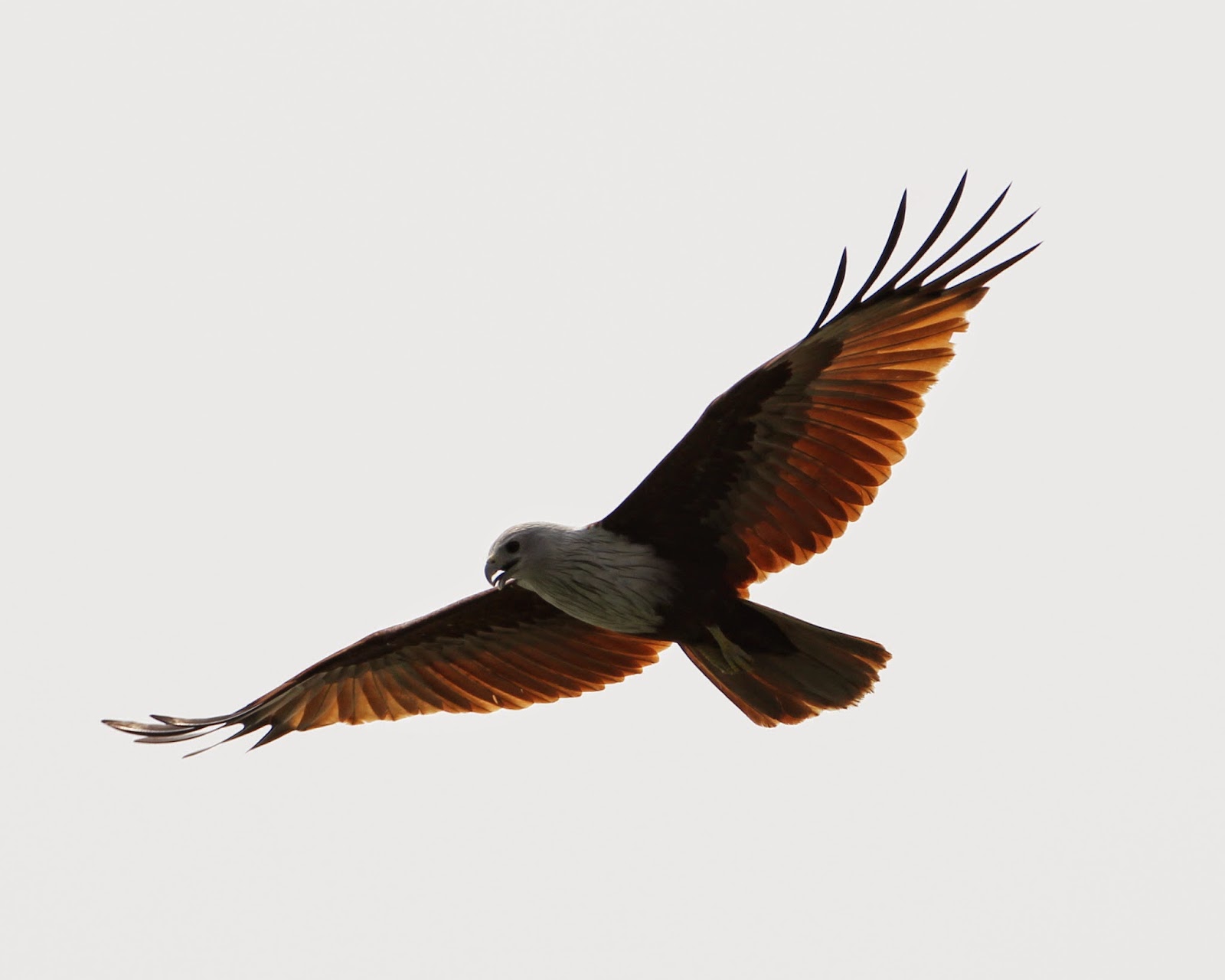 Eagle Sight Seeing Tour Sdn Bhd: Eagle Sight Seeing Tour