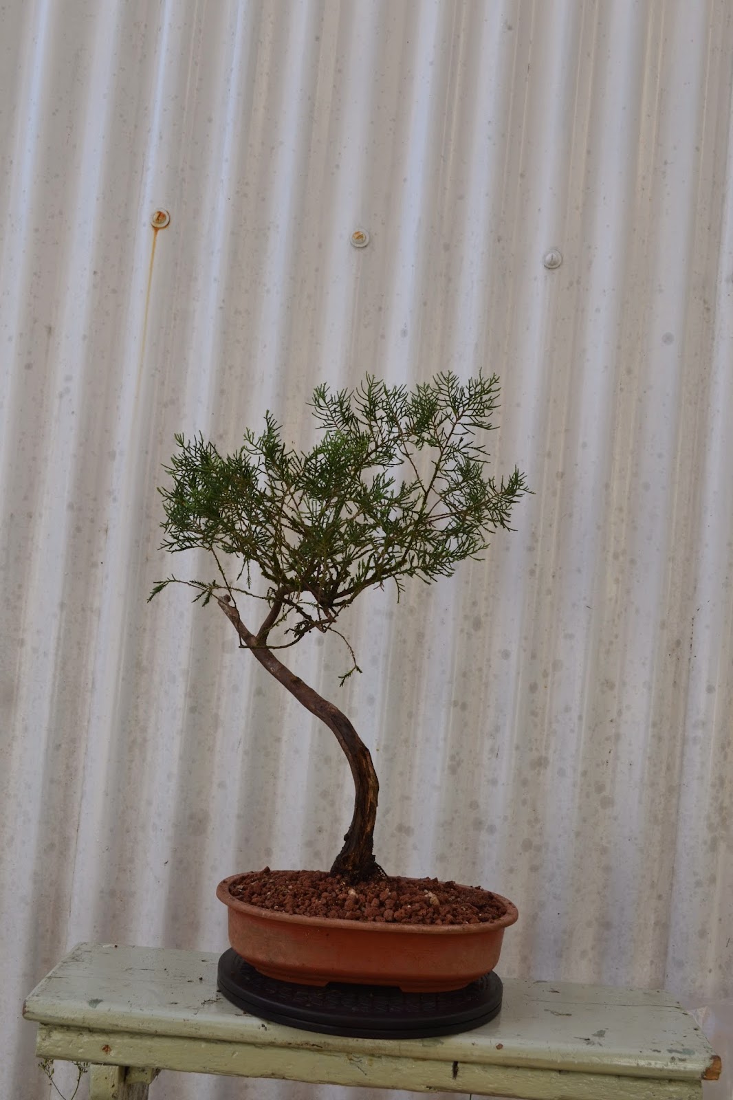 Bonsai Mauritius: Hem Collection : Juniper #1