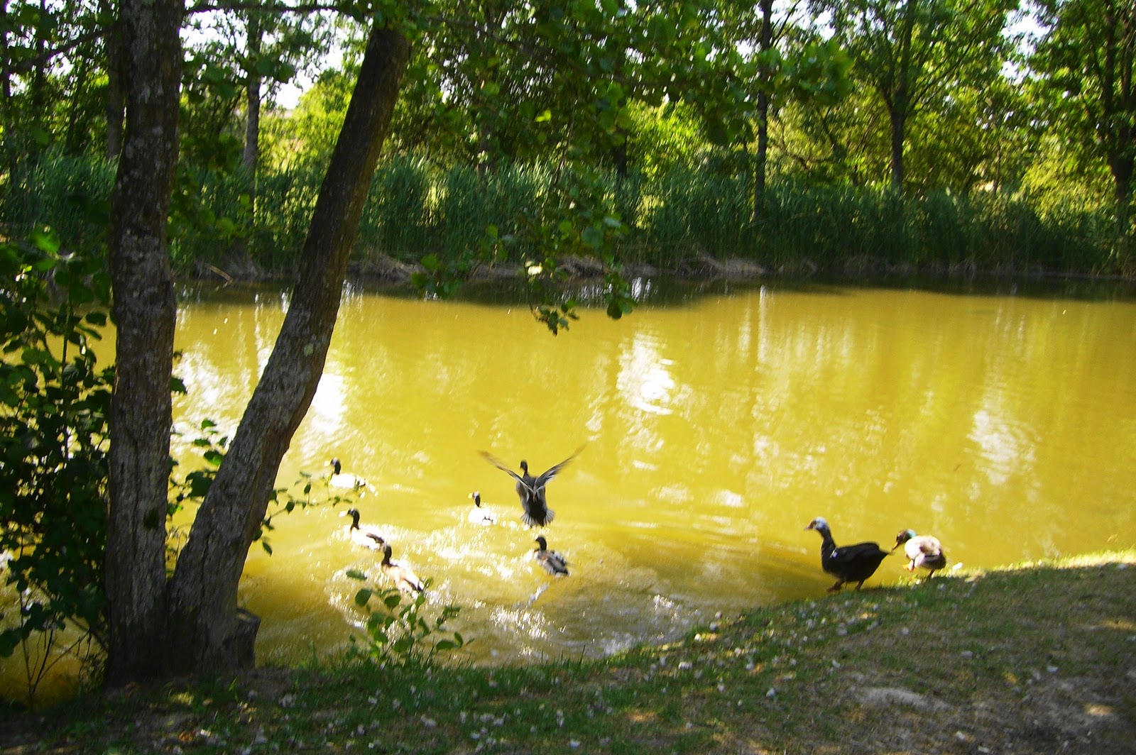 SAKUJADE: PAYSAGES de CARTES POSTALES à BRECEY ( NORMANDIE )